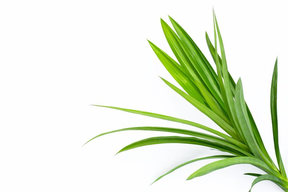 5 MANFAAT DAUN PANDAN BAGI TUBUH | Yesdok.com 5 MANFAAT DAUN PANDAN BAGI TUBUH | Yesdok.com