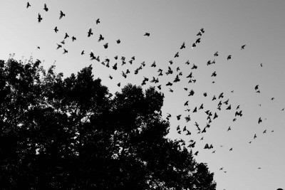 Mengenal Ornithophobia: Ketakutan Terhadap Burung! | Yesdok.com